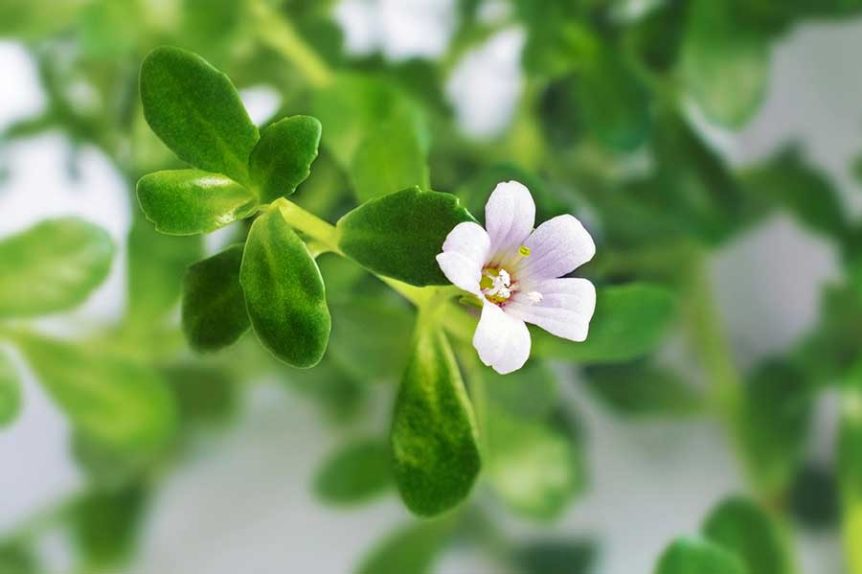 Using Bacopa For Cognitive Enhancement And Parasites | Earther Academy