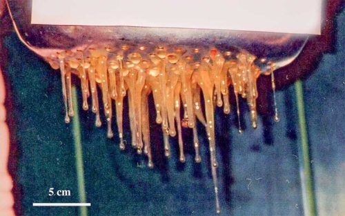 Enemas For Parasite And Toxicity Removal - Earther Academy