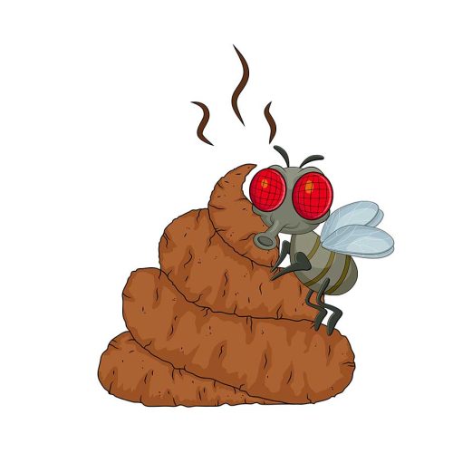 Prevention And Treatment Of Disease Transmitting Flies - Earther Academy