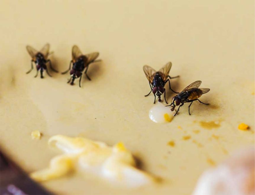 Prevention And Treatment Of Disease Transmitting Flies - Earther Academy